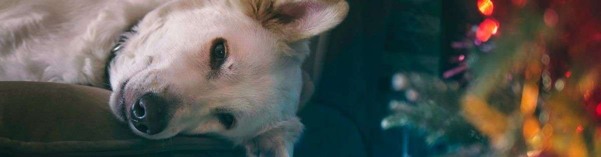 How to Apply Cologne for Dogs